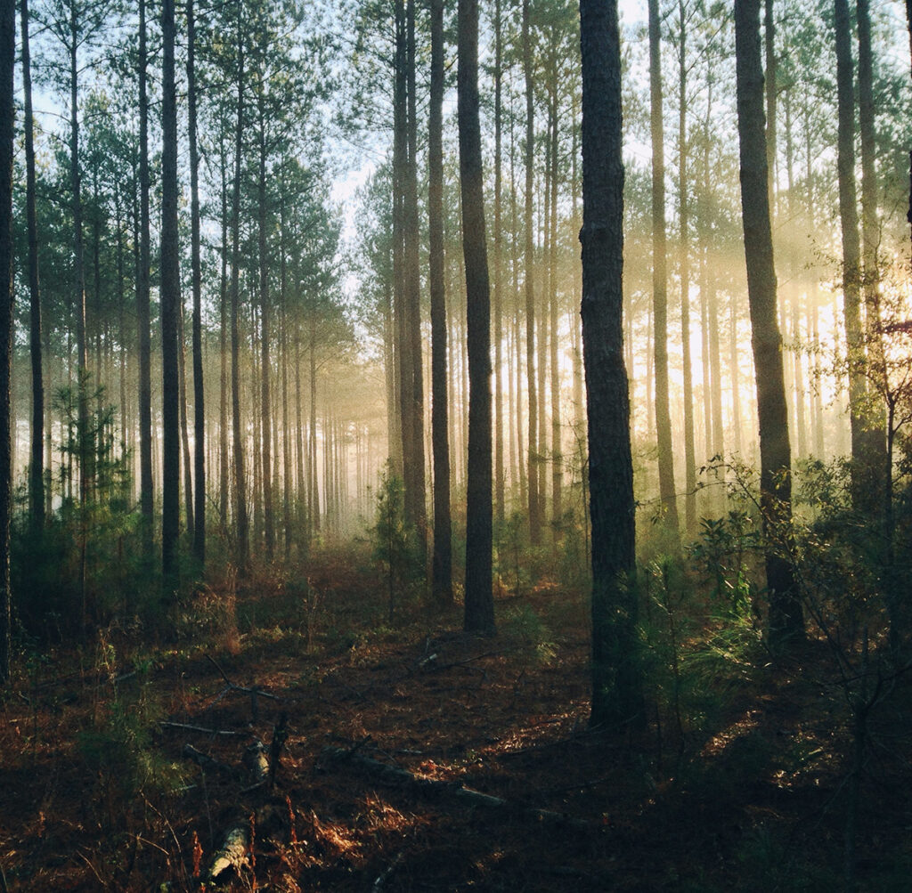 The Forest imagery - Abeles Wellness Experience